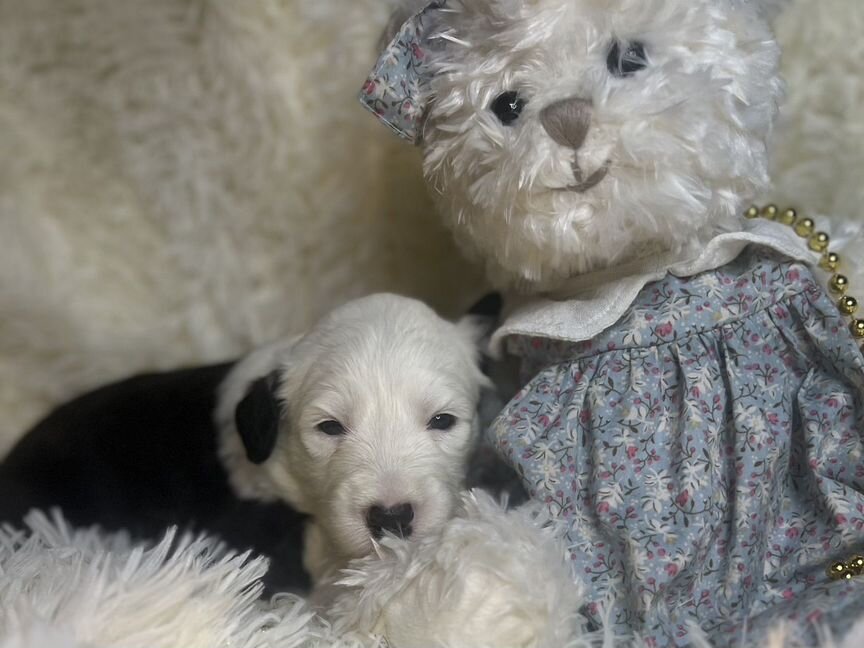 Щенки Староанглийской овчарки