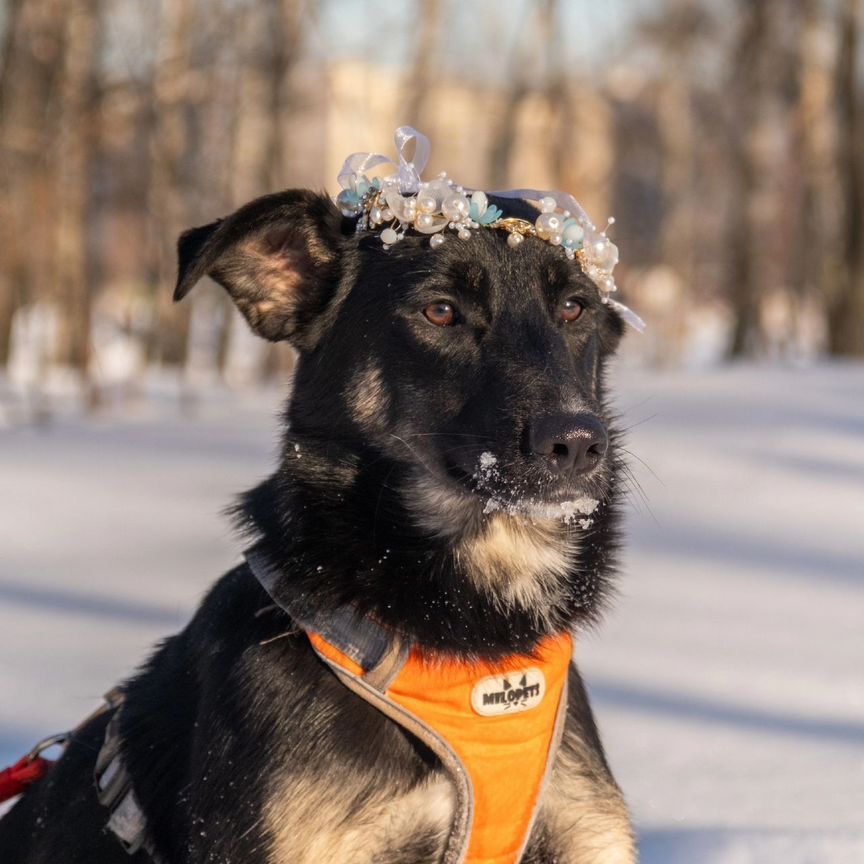 Маленькая собачка из приюта