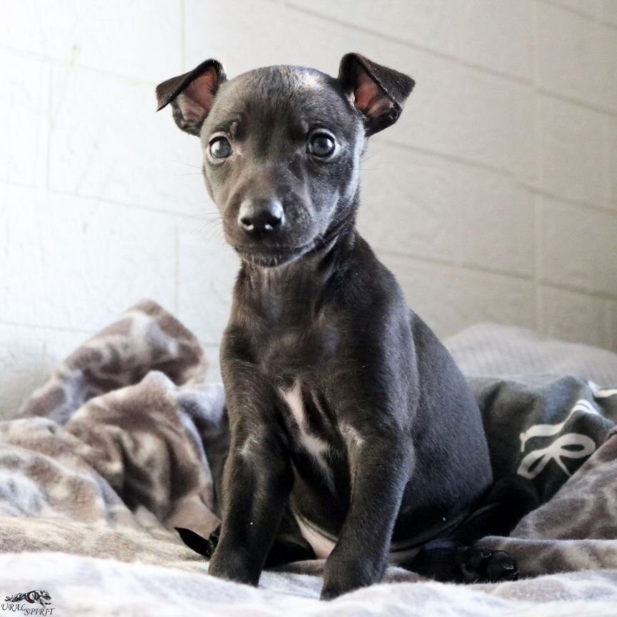 Уиппет, щенок