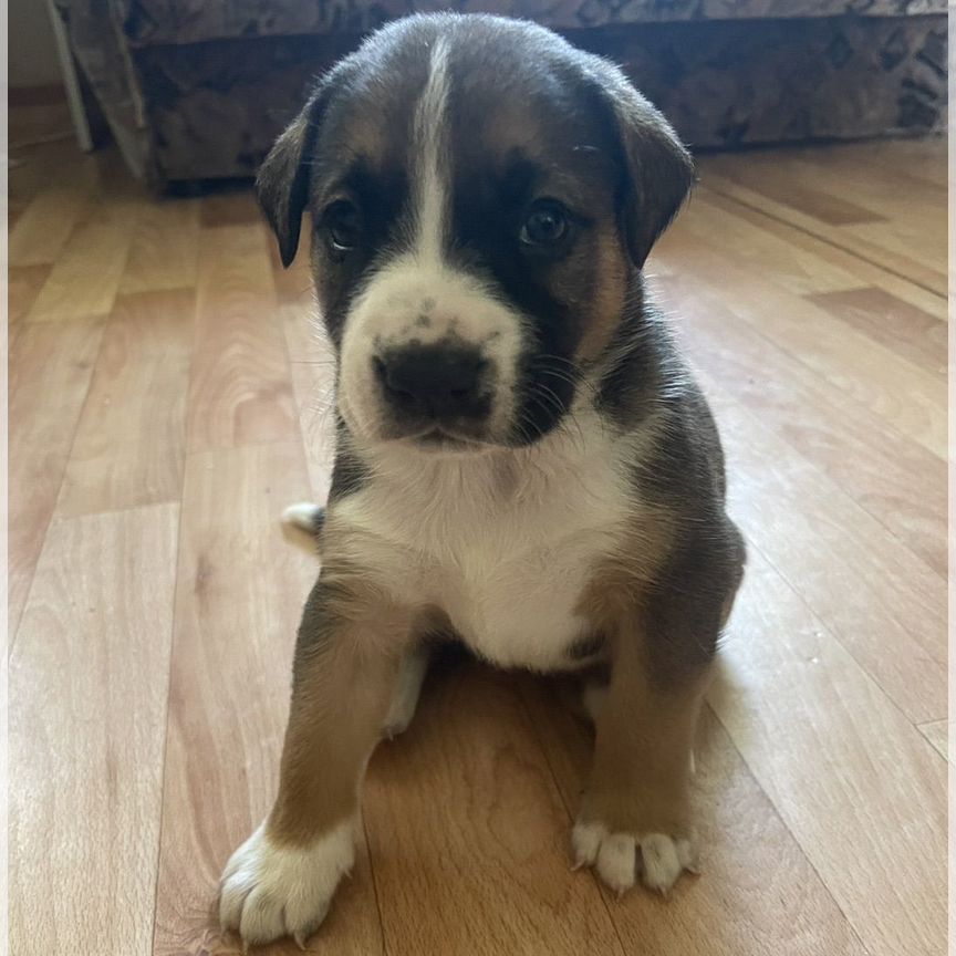 Щенки,в хорошие руки,даром,крупные