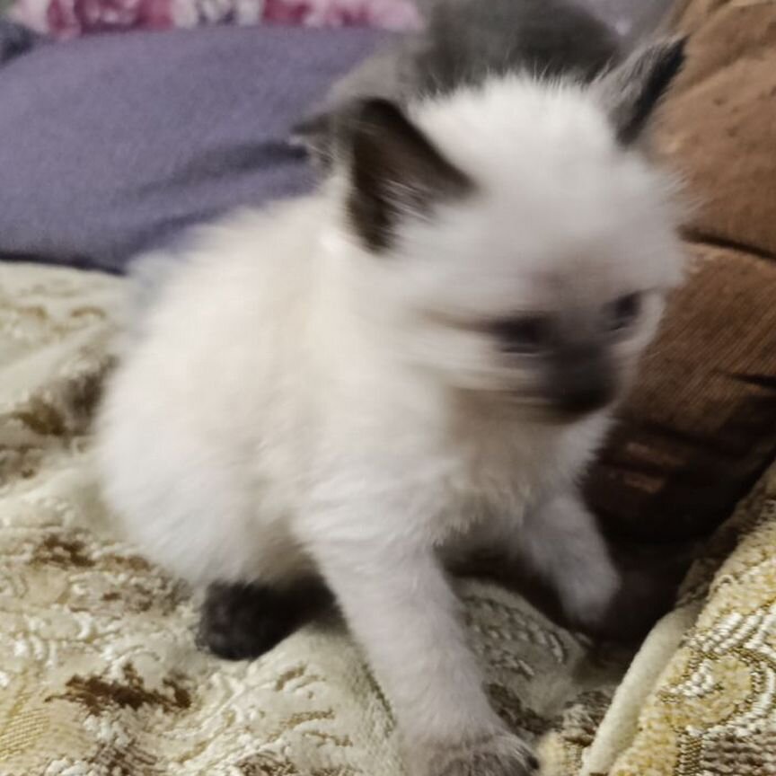 Сибирский котёнок