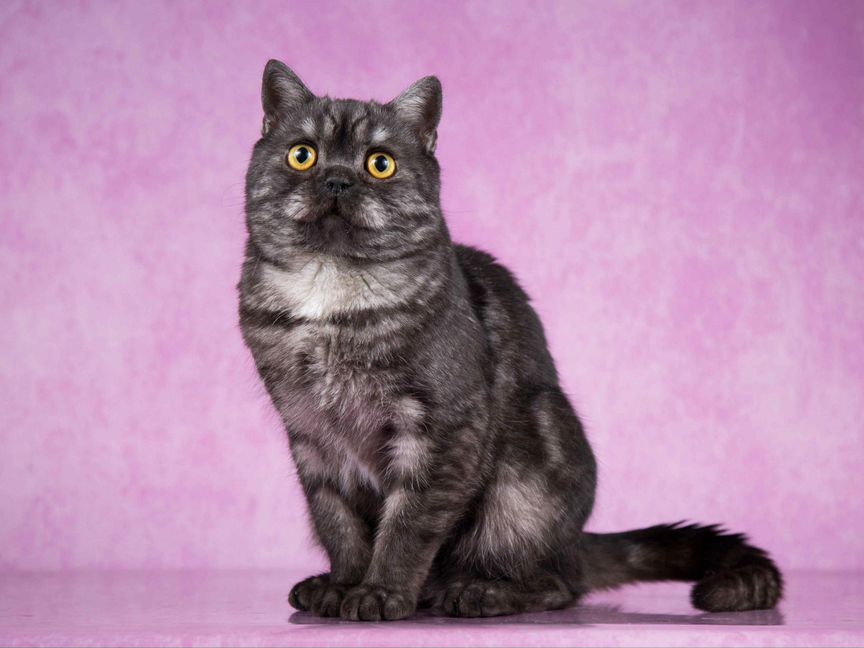 Кот Бастиль в добрые руки