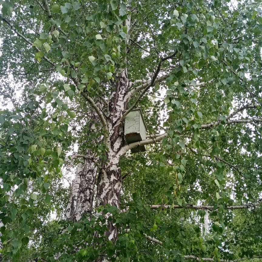 Пчелиный рой продам