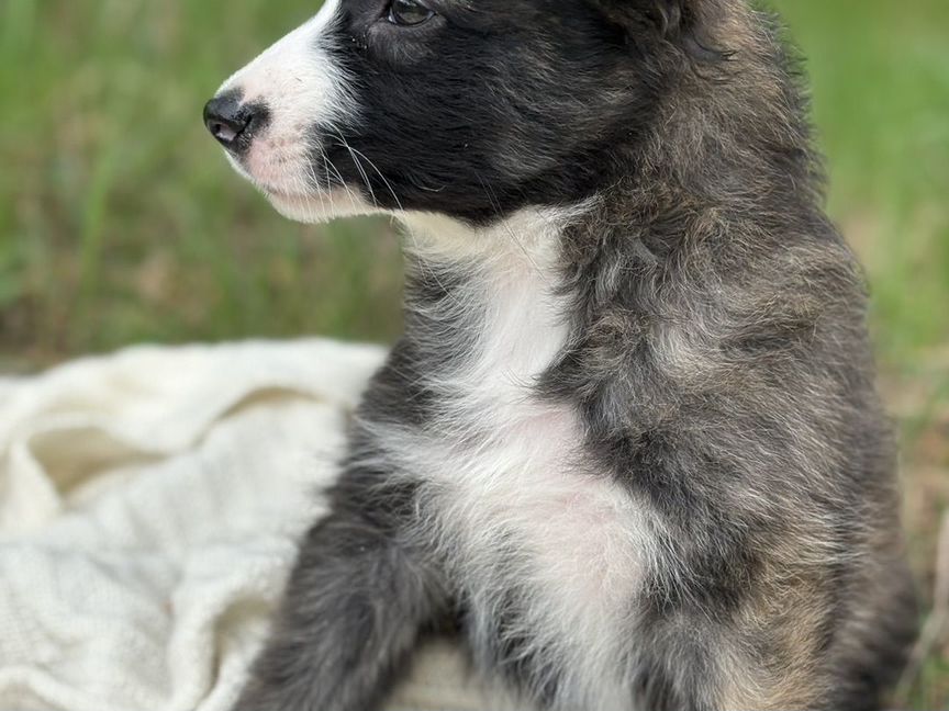 Щенок в добрые руки бесплатно