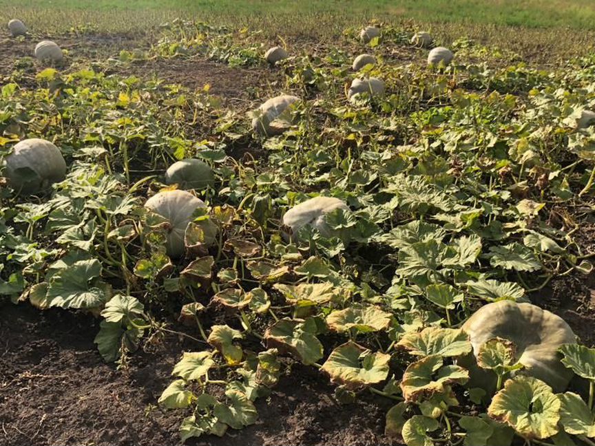 Тыква кормовая