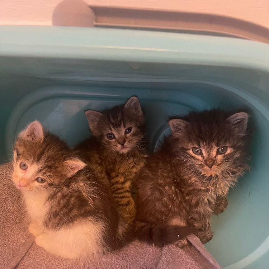 Котята в очень добрые руки