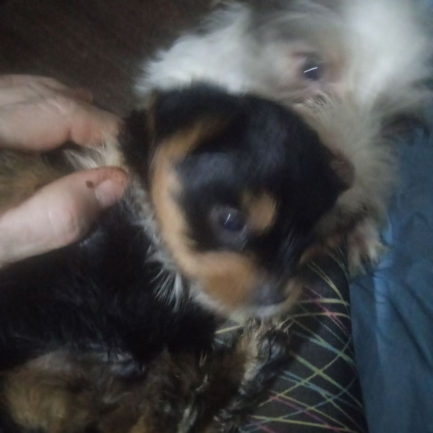 Йоркширский терьер, щенок