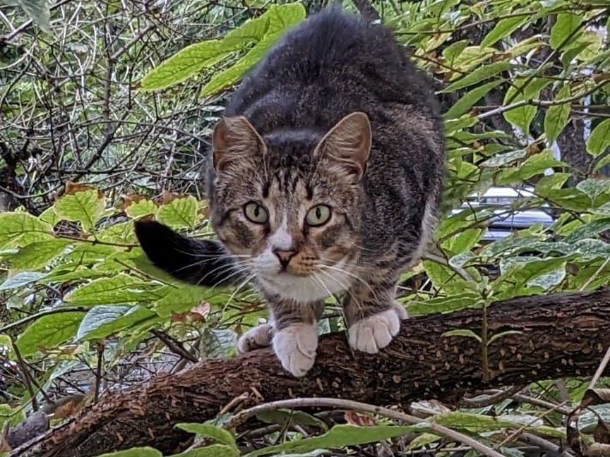 Кот хороший не выжить на улице в добрые руки