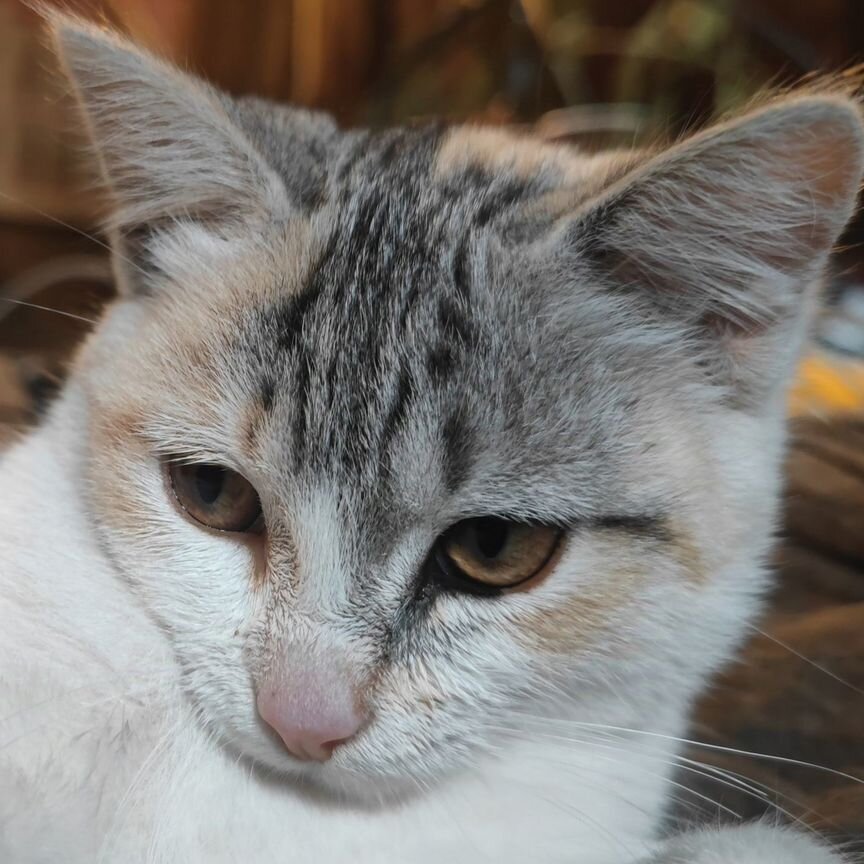 Котенок девочка котейка девочка