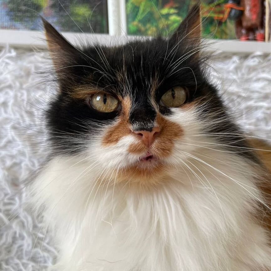 Изящная молодая Пуша в дар