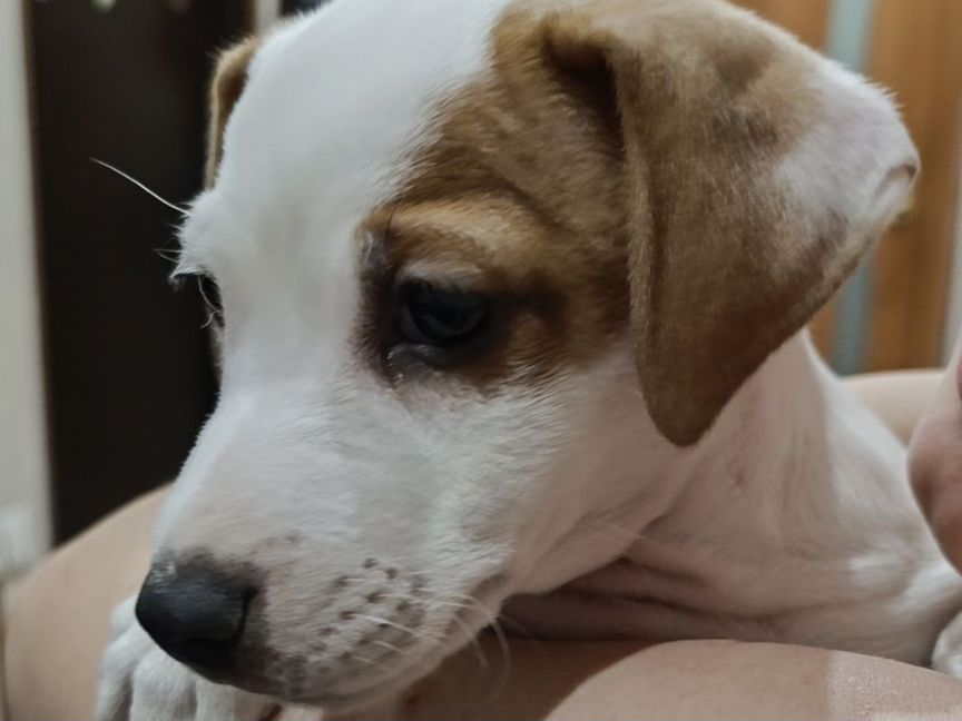 Щенки джек рассел терьер гладкошерстный