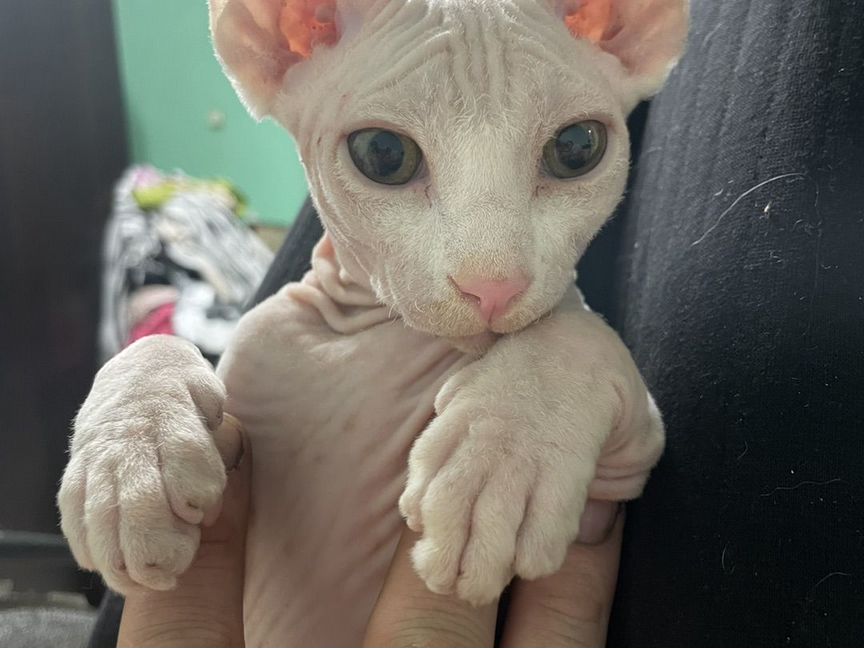 Канадский сфинкс котенок