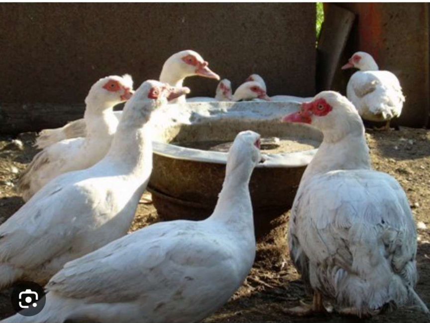 Мускусные утки индоутки индоутята