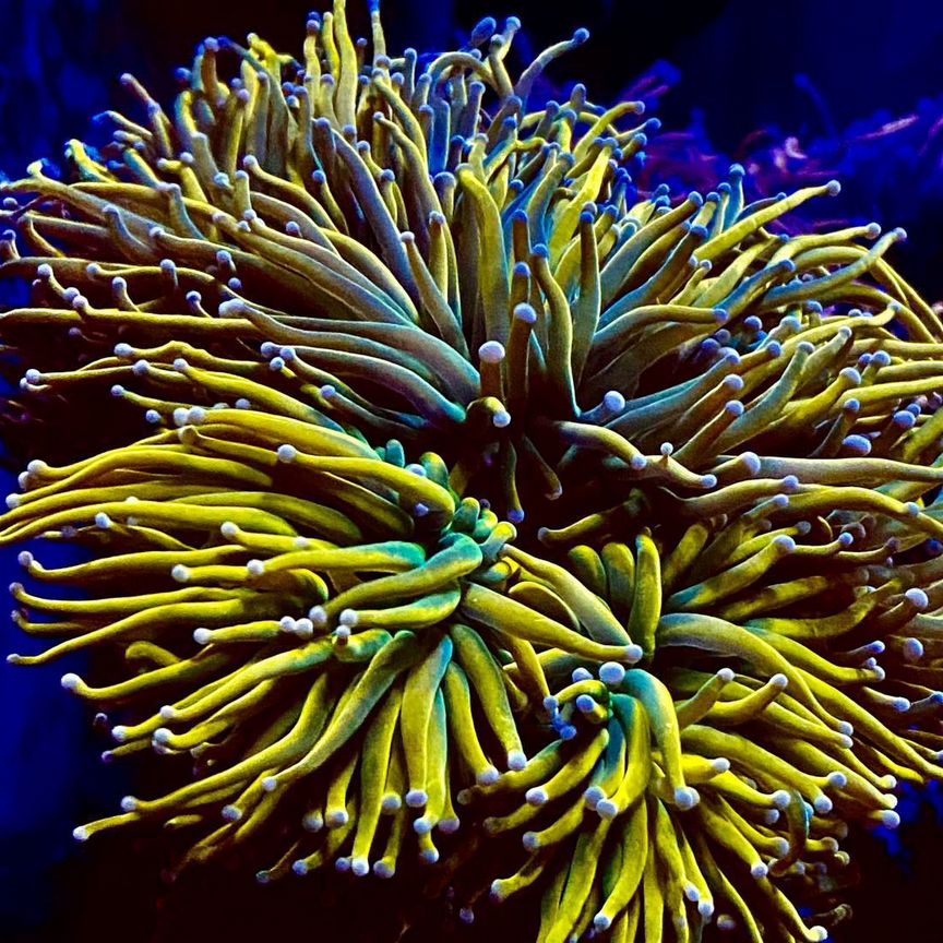 Кораллы эуфилии