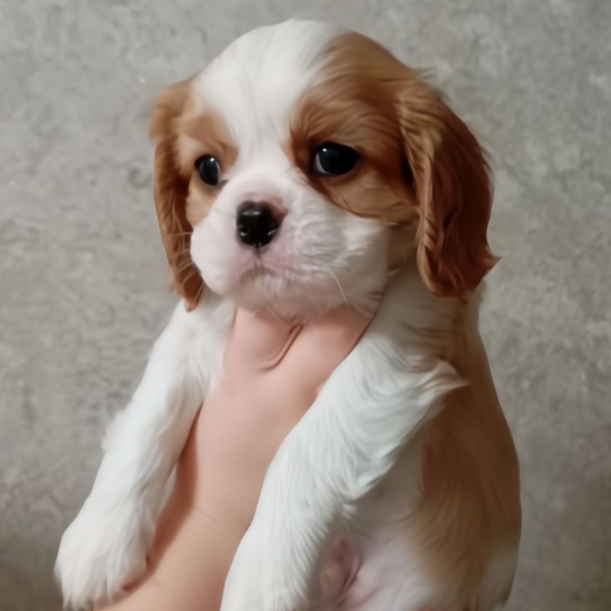 Кавалер кинг-чарльз-спаниель, щенок