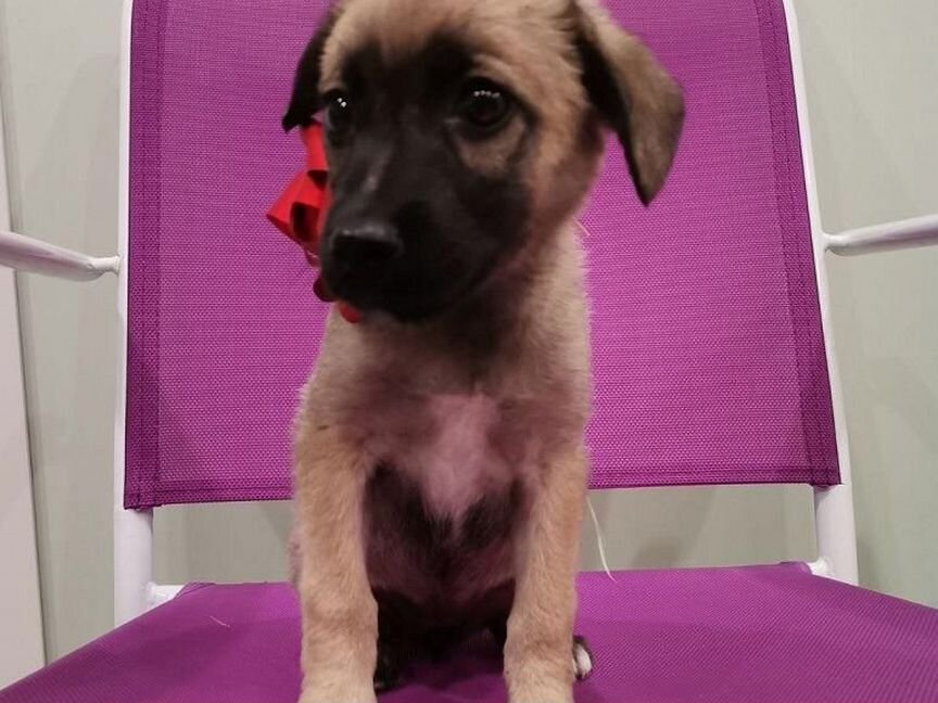 Собака в добрые руки, щенок