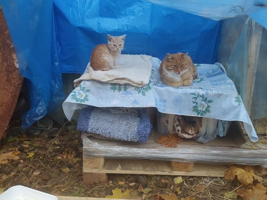 Папа кот и сын котенок