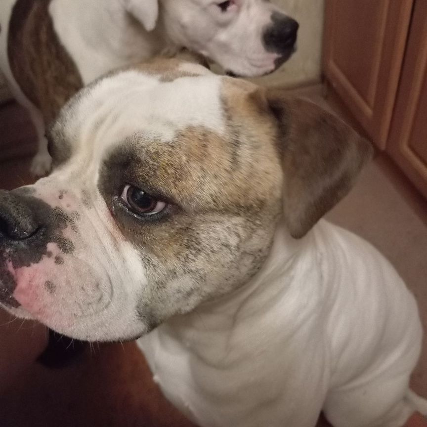 Американский бульдог