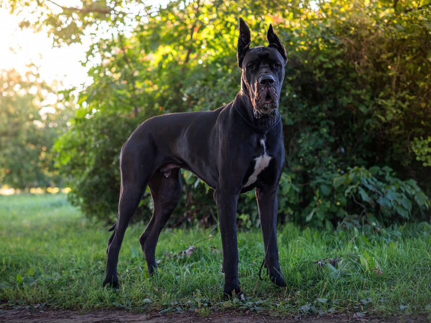 Щенки немецкого дога