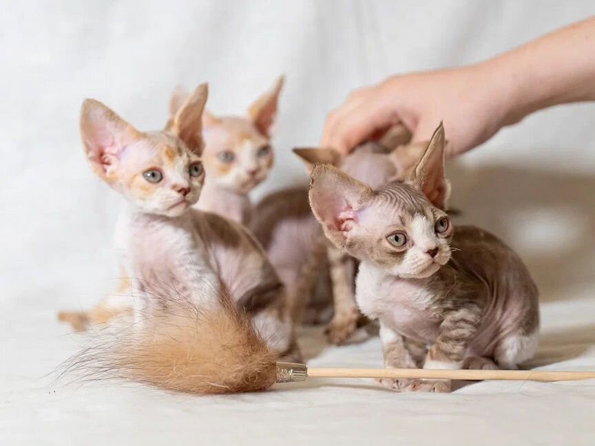 Котята девон-рекс
