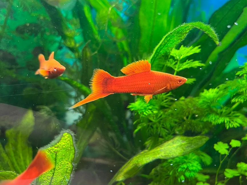 Аквариумное растение