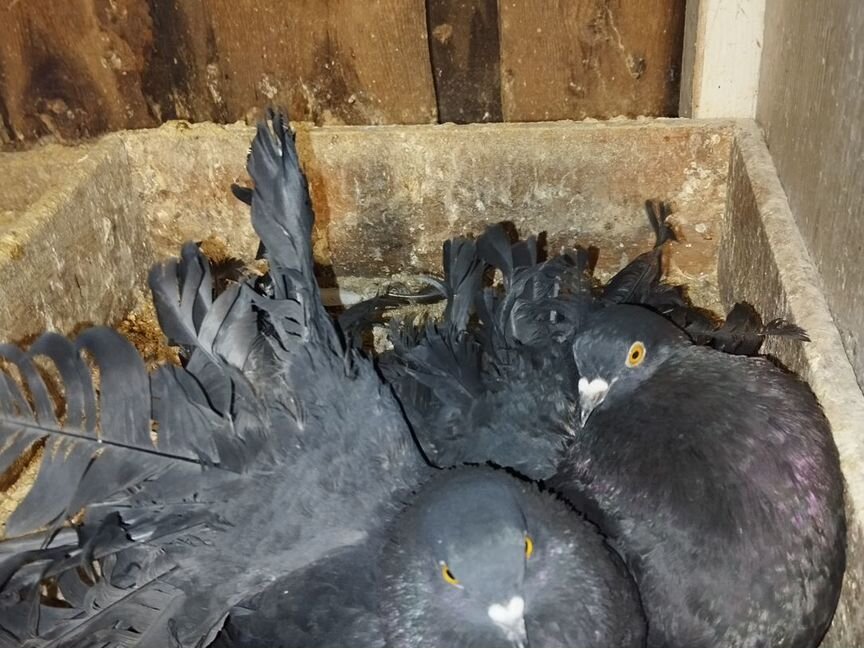 Голуби домашние