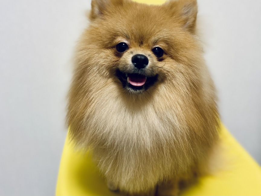 Вязка померанский шпиц