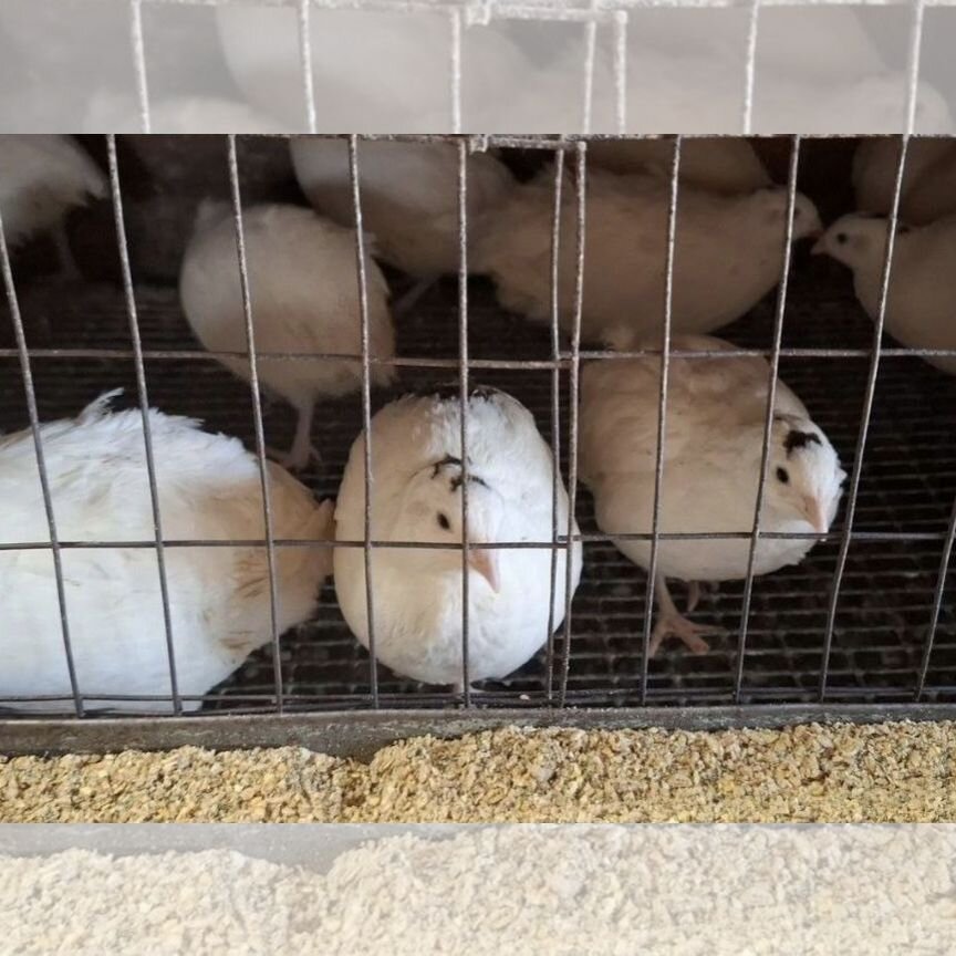 Перепела Молодки