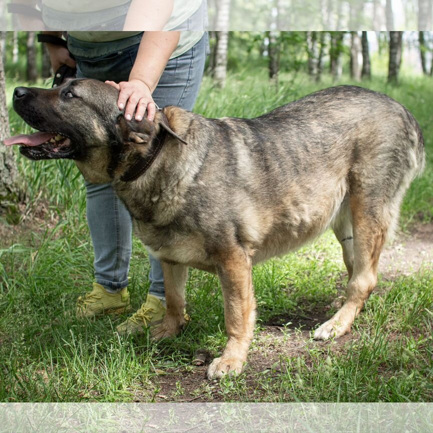 Цезарь ищет своего человека