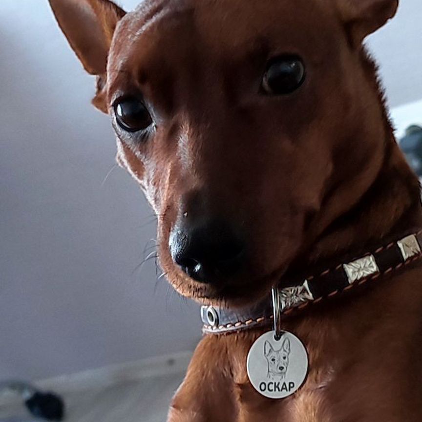 Вязка цвергпинчер