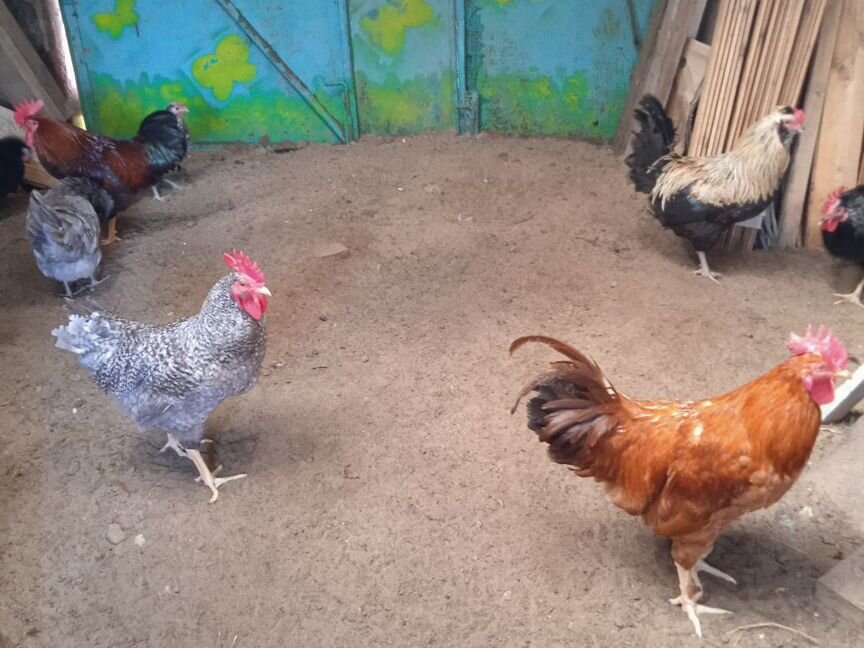 Молодые петухи