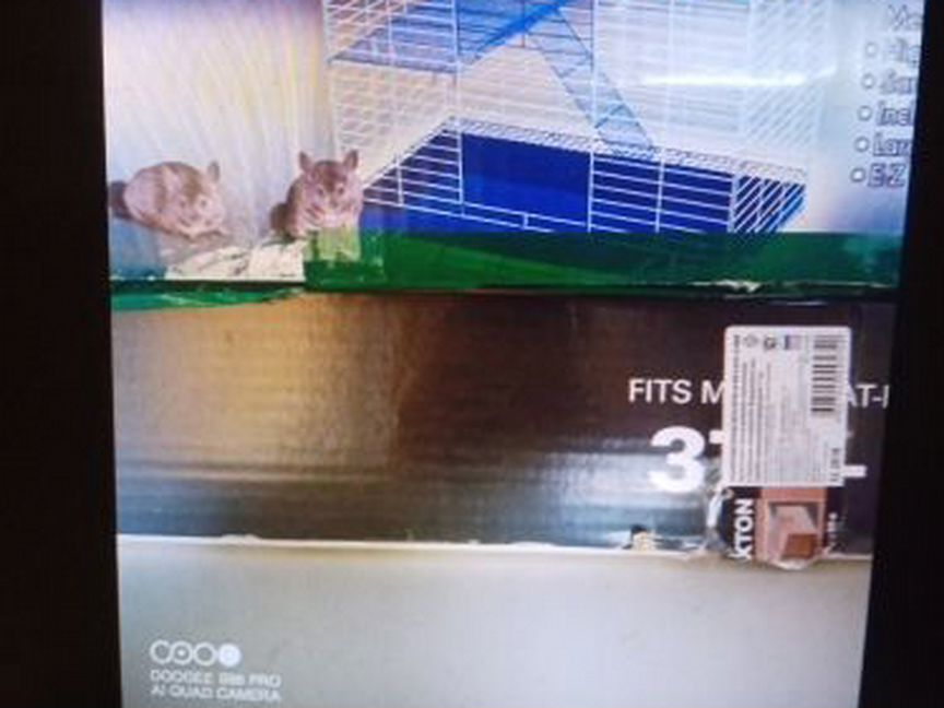 Клетка для шиншиллы бу