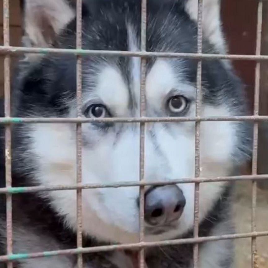 Сибирский хаски, взрослый пёс