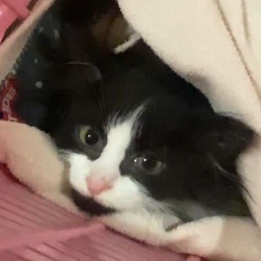 Шотландский вислоухий длинношёрстный котёнок