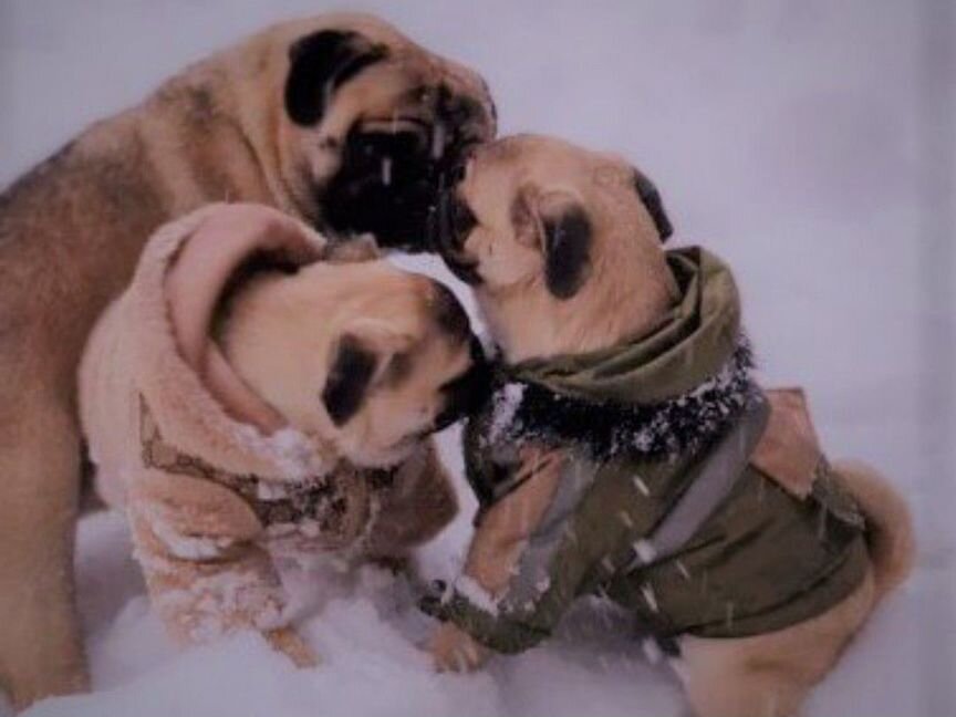 Мопс