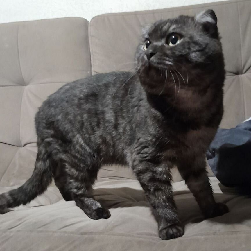 Вязка шотландского кота