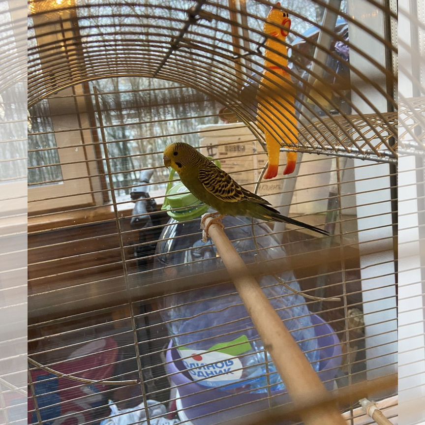 Попугай волнистый с клеткой