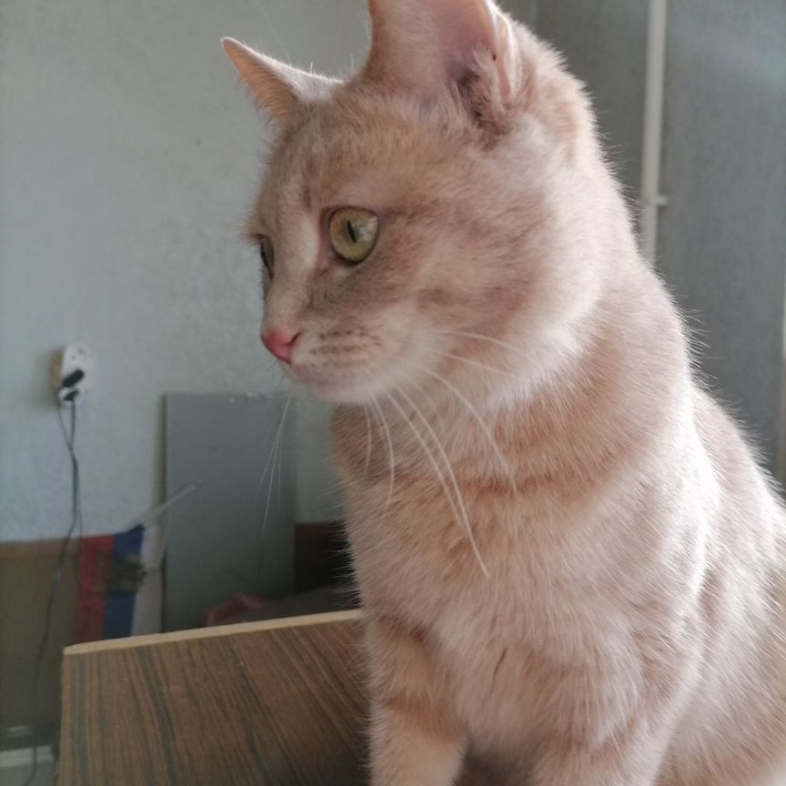 Кошечка