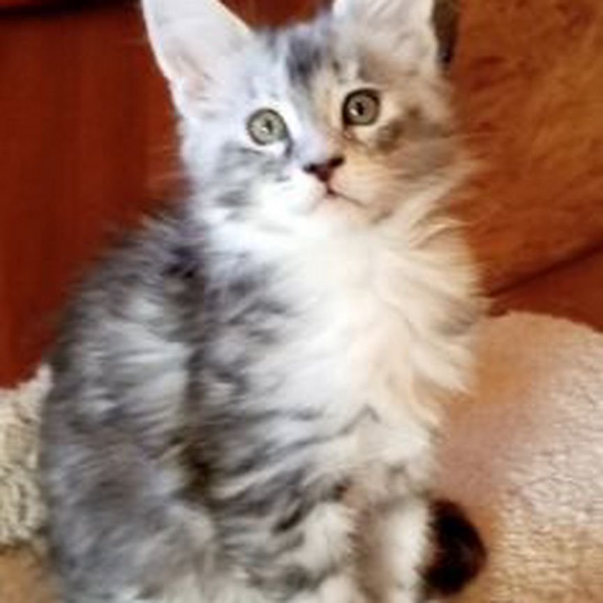 Девочка Мейн кун