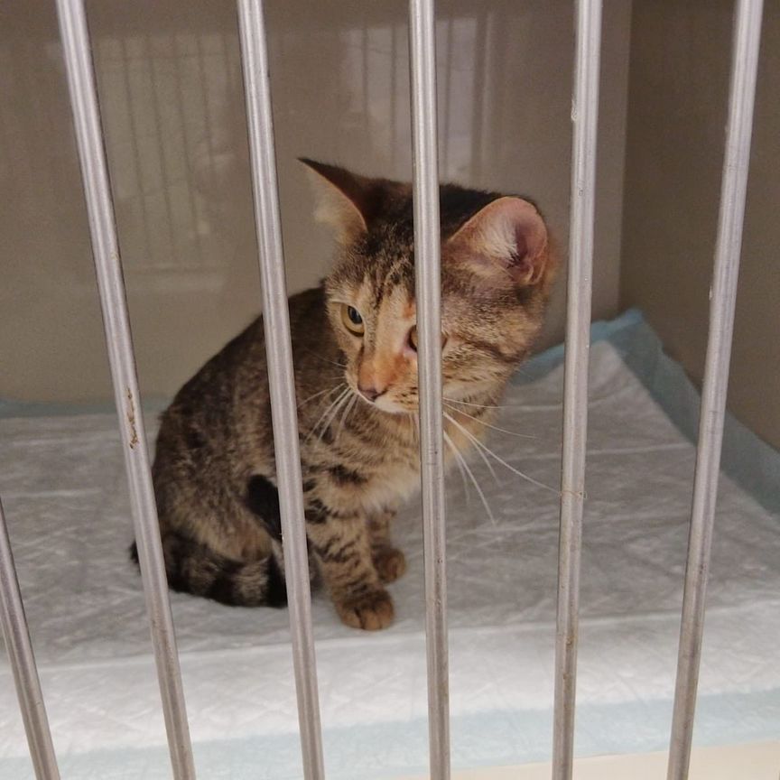 Кошки в добрые руки