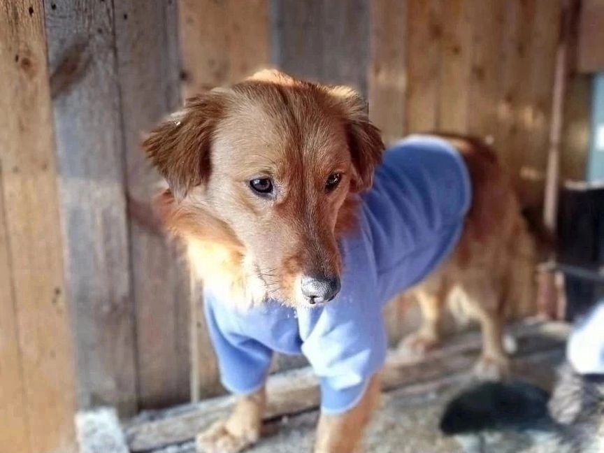 Пончик в добрые руки