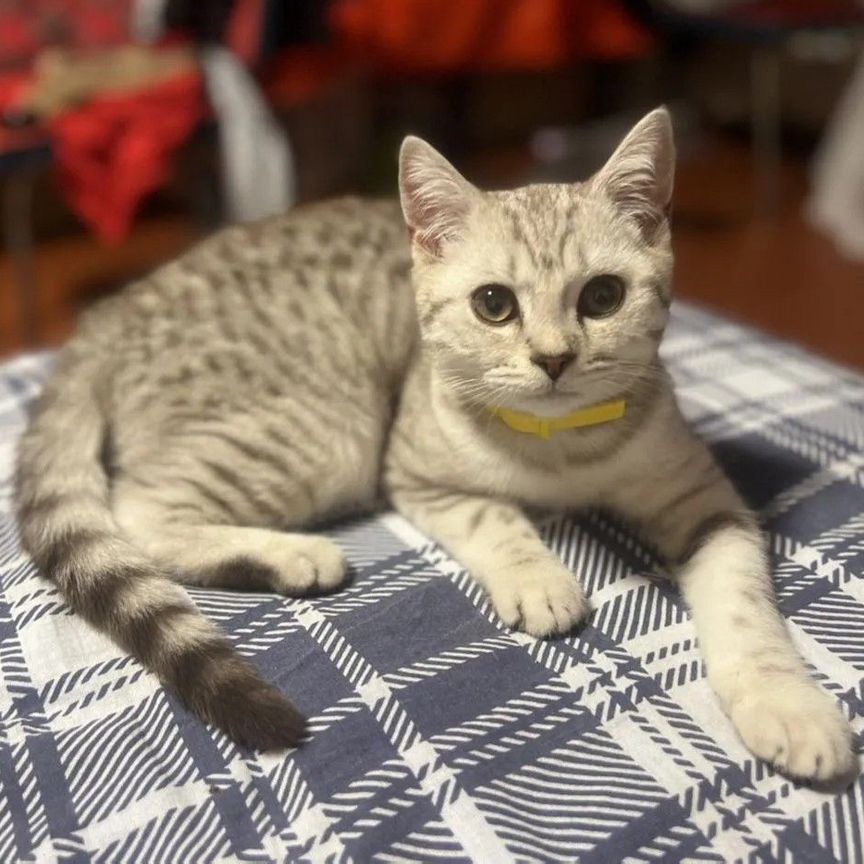 Котёнок шотландская шиншилла