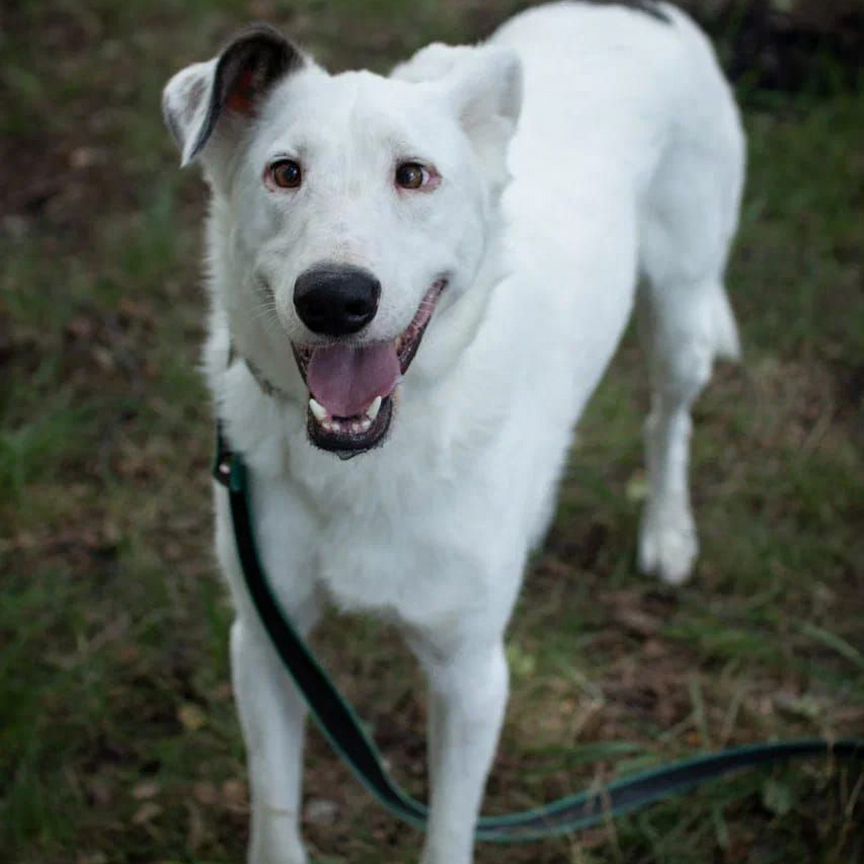 Стесняшке Кокосу очень нужен любящий хозяин