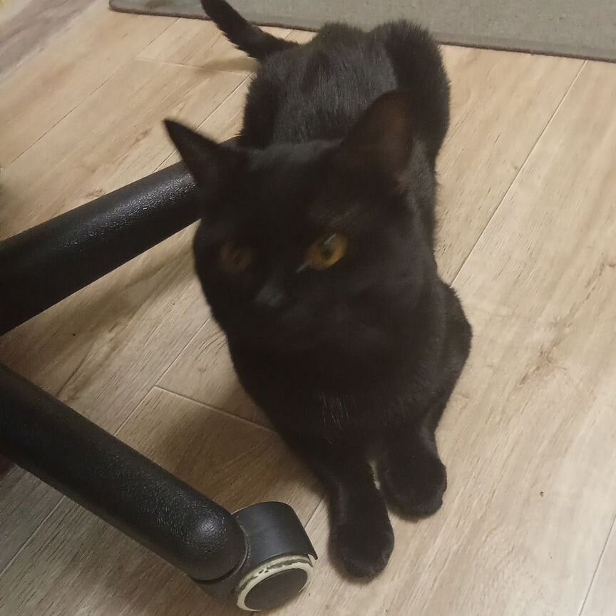 Отдам кота в добрые руки