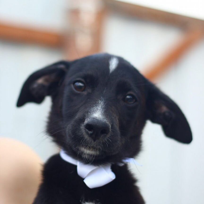 Щенок в добрые руки