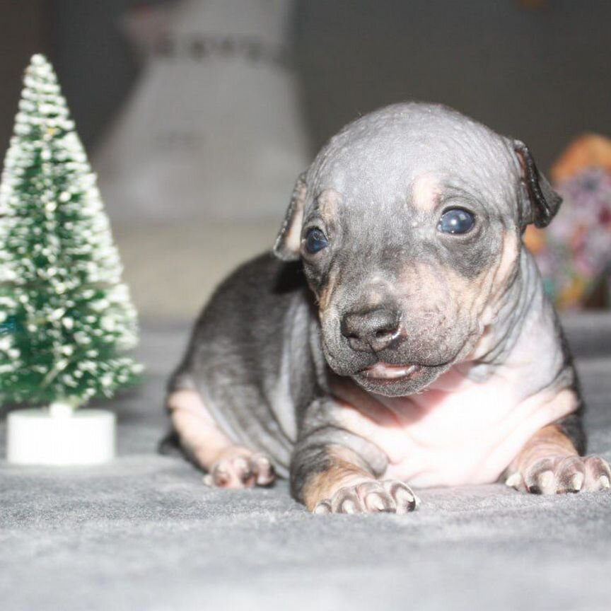 Американский голый терьер, щенок