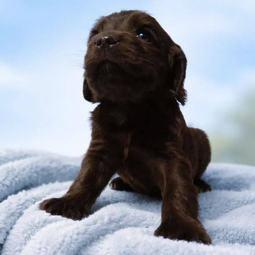 Русский охотничий спаниель, щенок