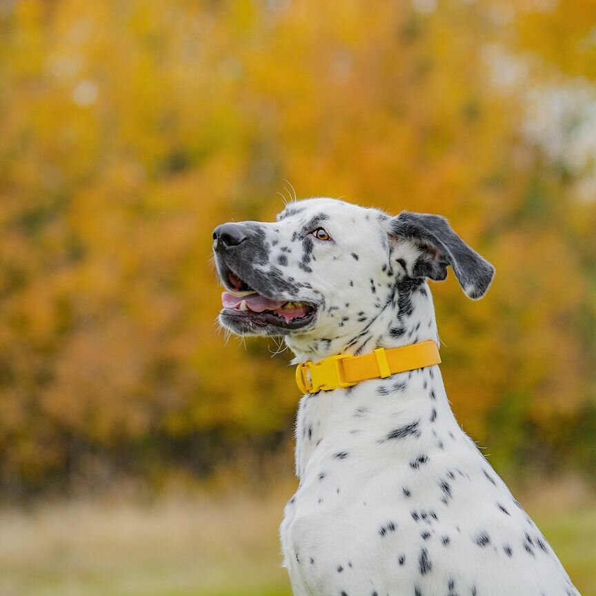 Отдам кобеля далматинца