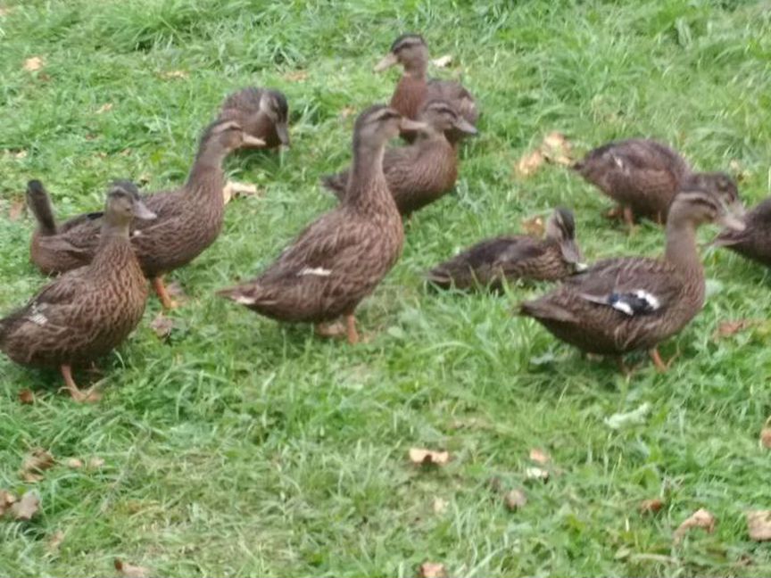 Утки подсадные