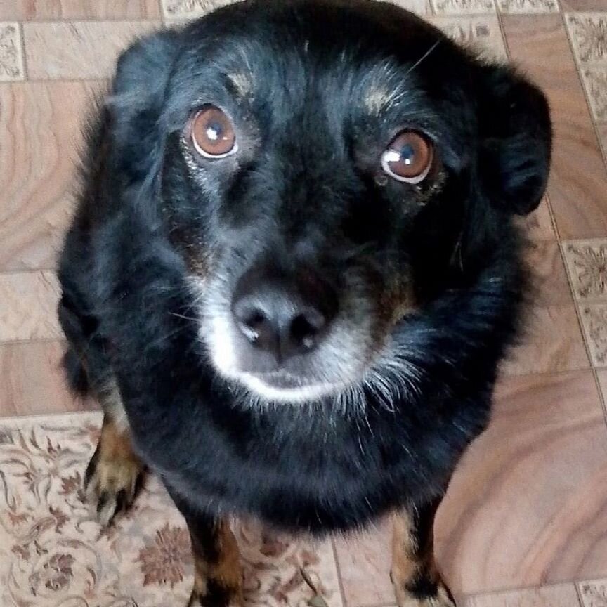 Взрослый пёс в добрые руки